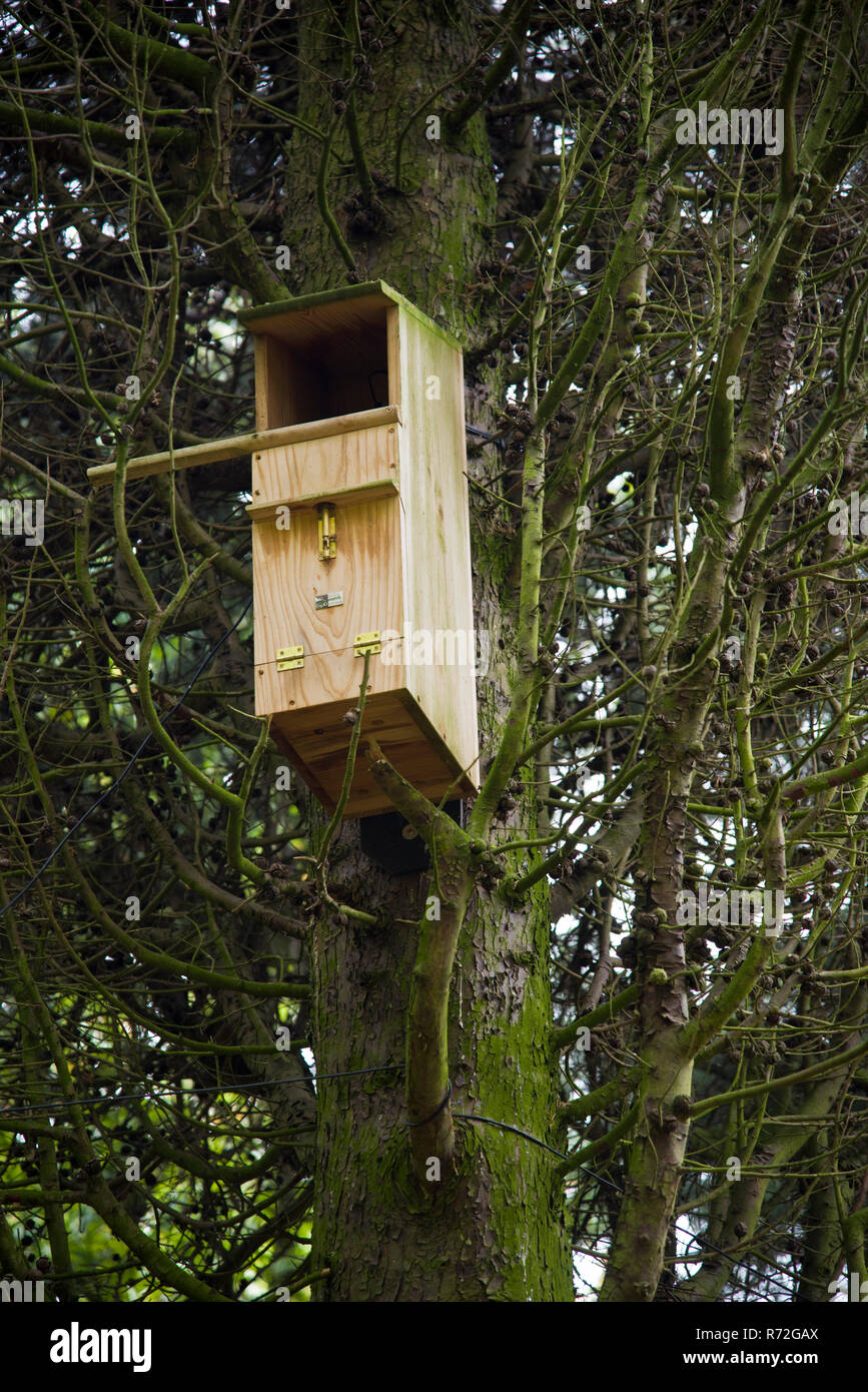 An owl nesting box, secures to a large tree Stock Photo - Alamy