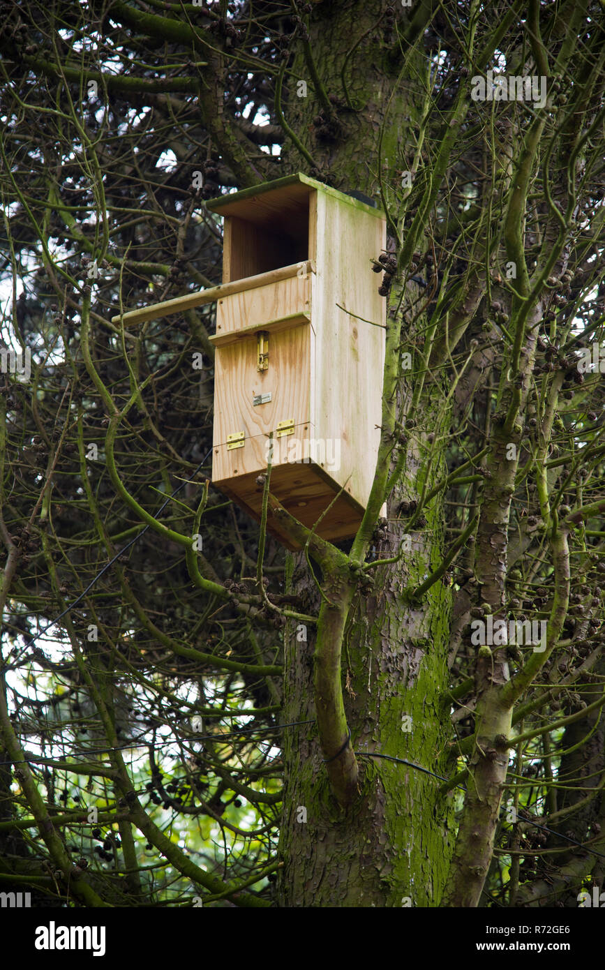 Large owl nest box hi-res stock photography and images - Alamy