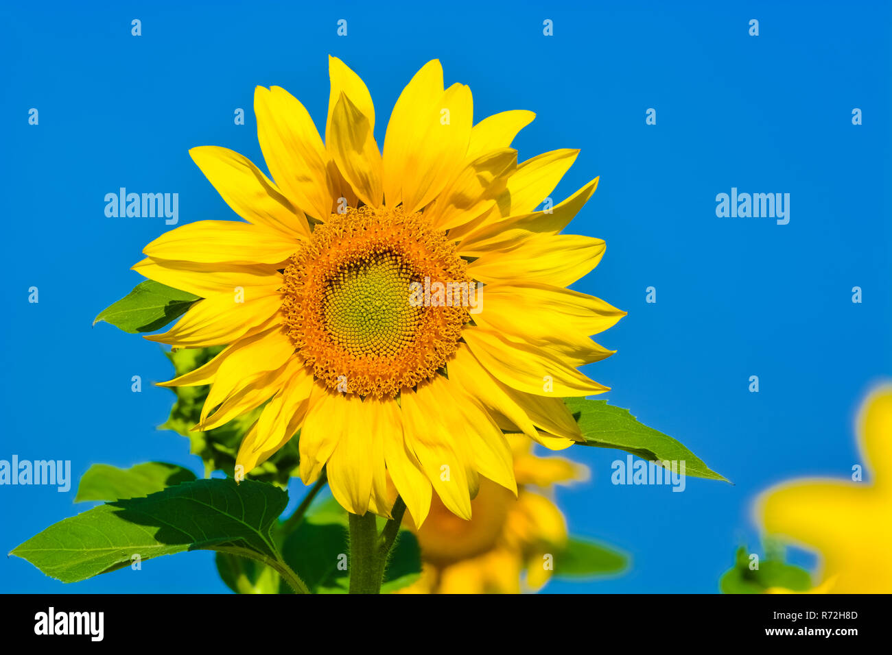 The most beautiful sunflower hi-res stock photography and images - Alamy
