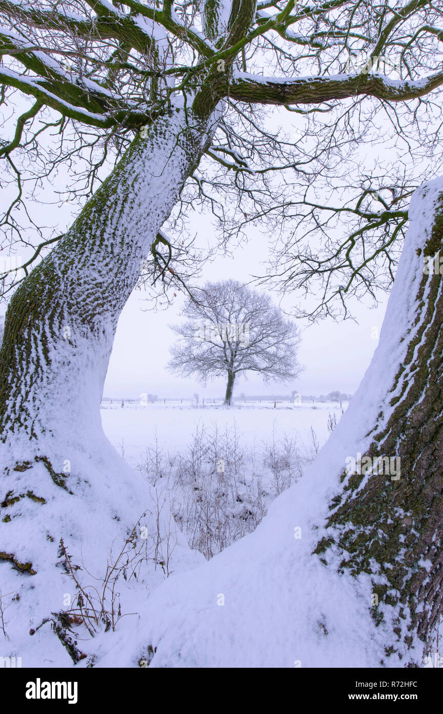 snow covered oak tree, Lower Saxony, Germany, (Quercus spec Stock Photo ...