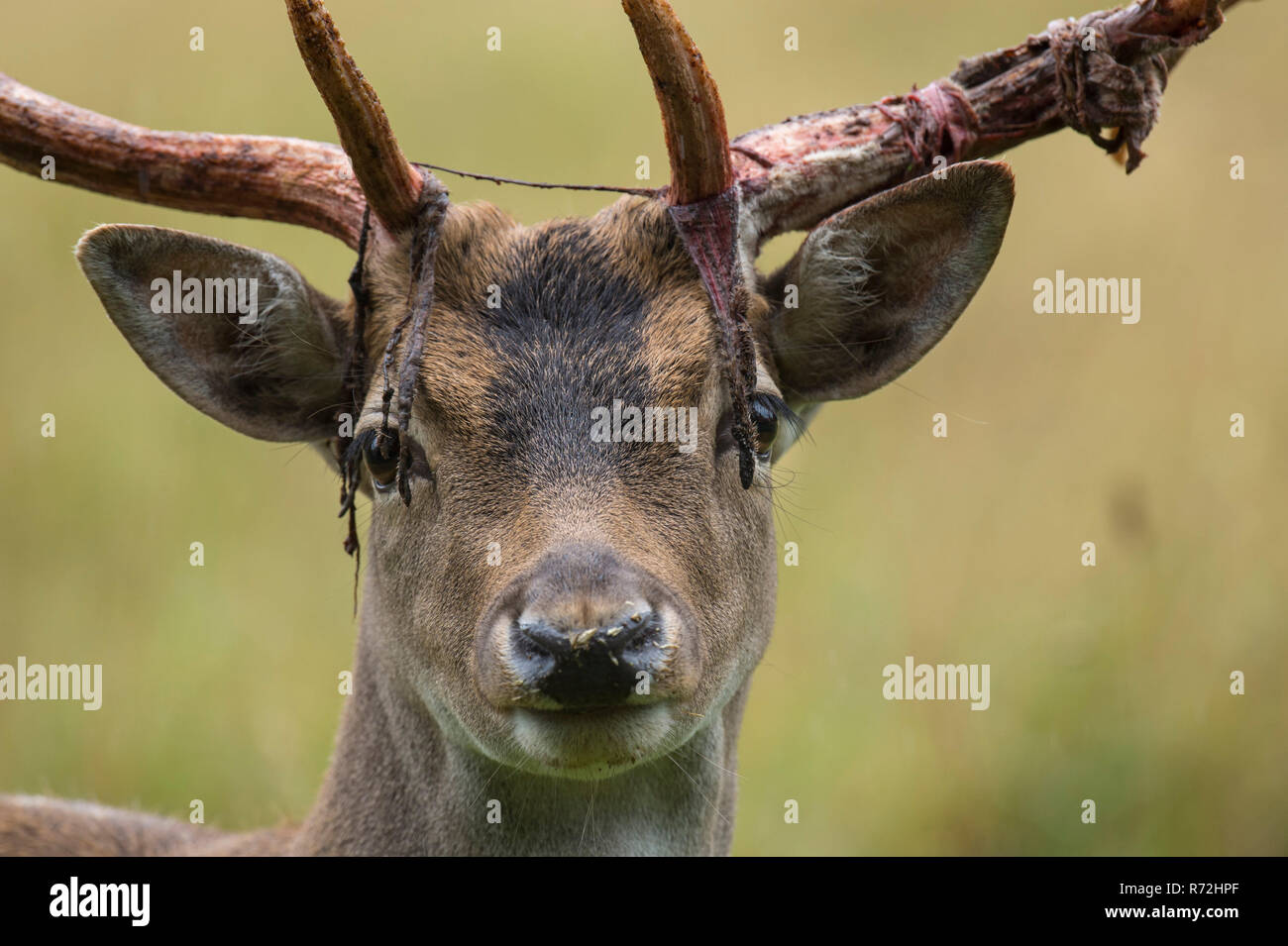 Damhirsch, maennlich, Mecklenburg-Vorpommern, Deutschland, (Dama dama ...