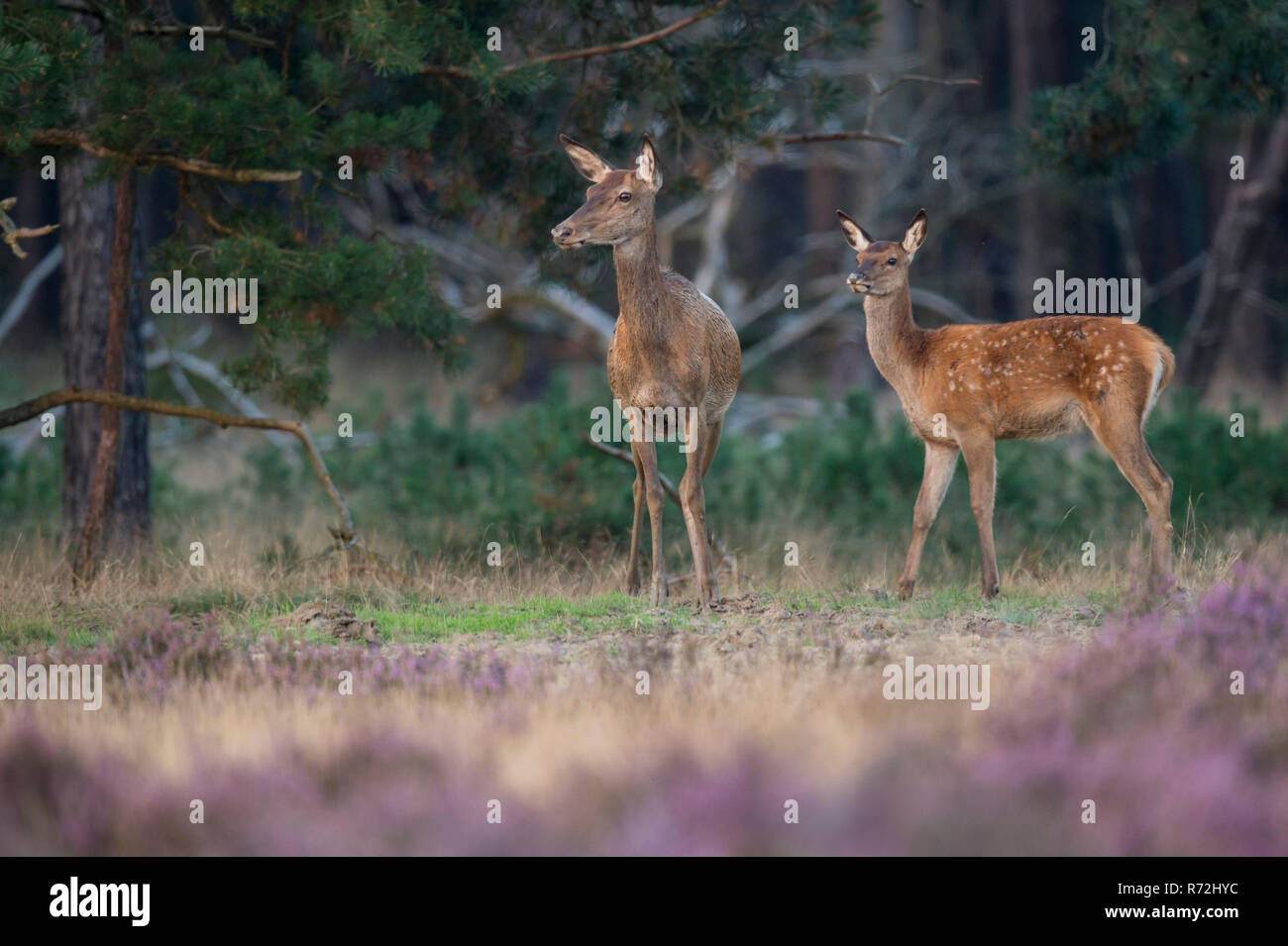 Rothirsche, Weibchen und Jungtier, Nationalpark Hoge Veluwe, Provinz ...