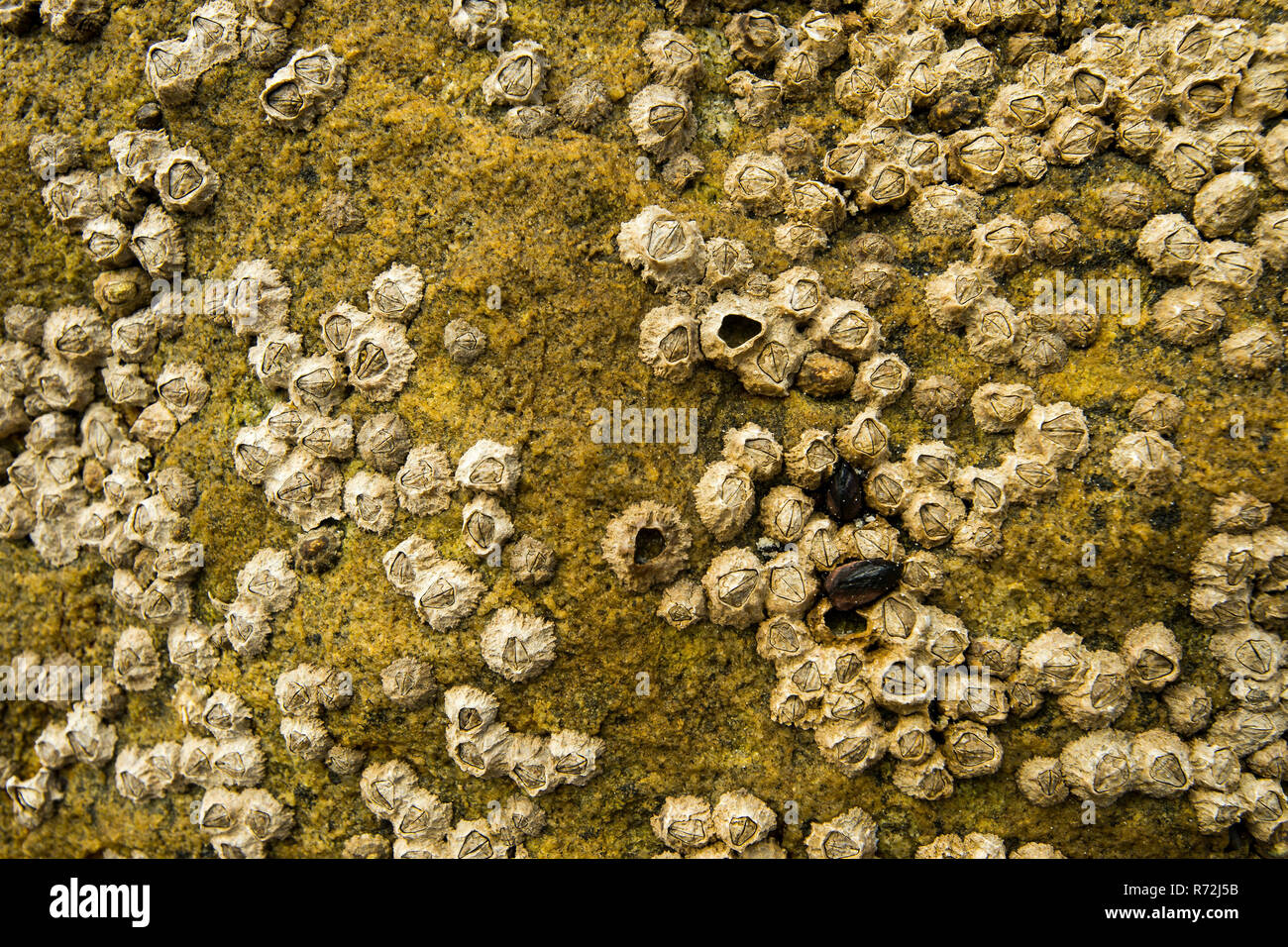 Balanidae hi-res stock photography and images - Alamy