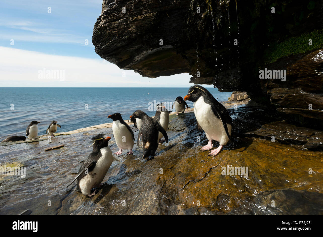 Saunders Island, Falkland Islands, United Kingdom, Southern rockhopper ...