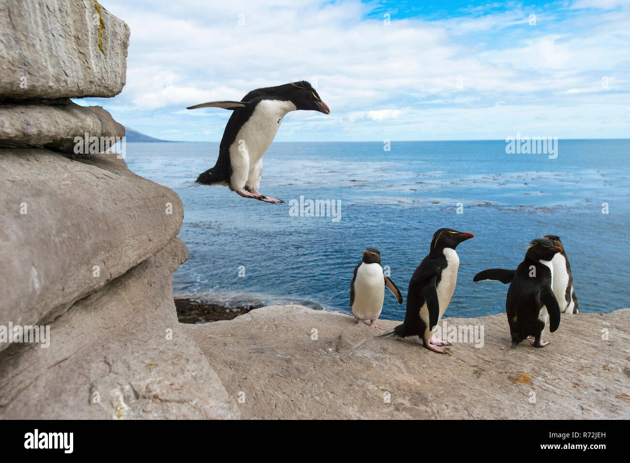 Rockhopper penguins jumping hi-res stock photography and images - Alamy