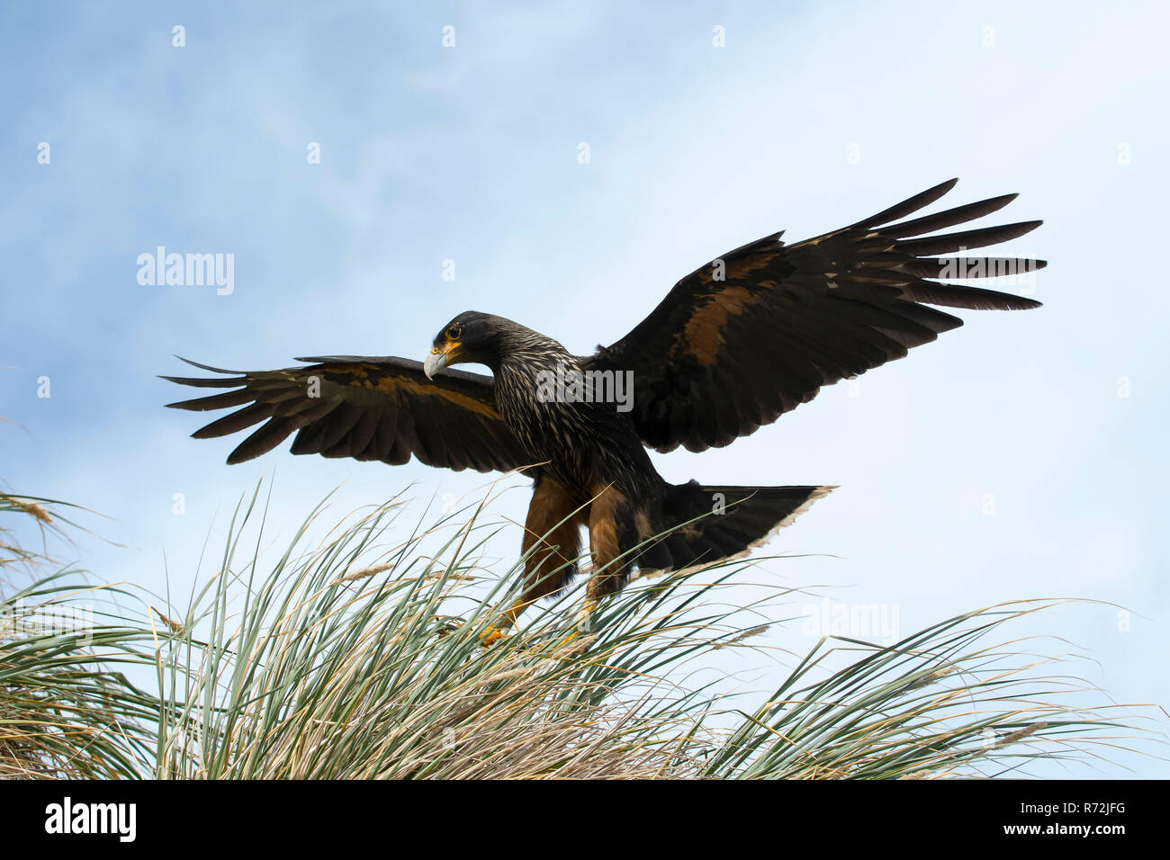 Johnny rook birds falklands hi-res stock photography and images - Alamy