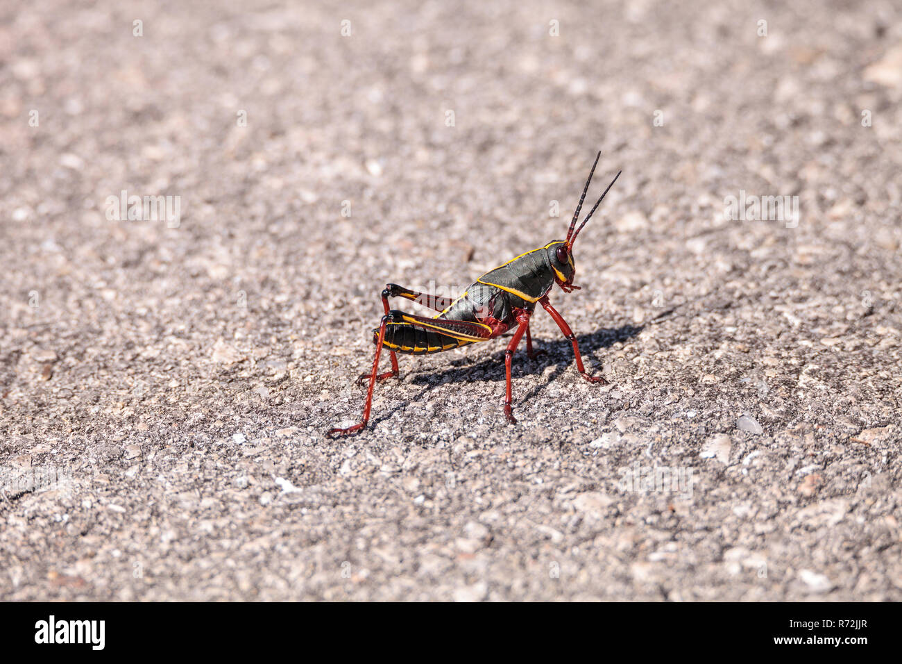 Eastern Lubber Grasshopper Poisonous High Resolution Stock Photography ...