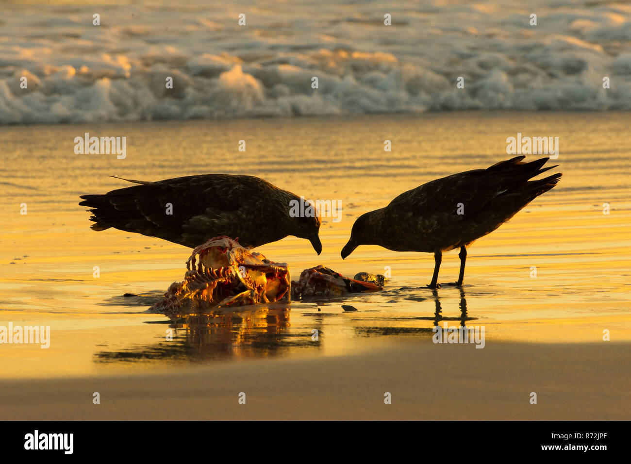 Great skuas images hi-res stock photography and images - Alamy