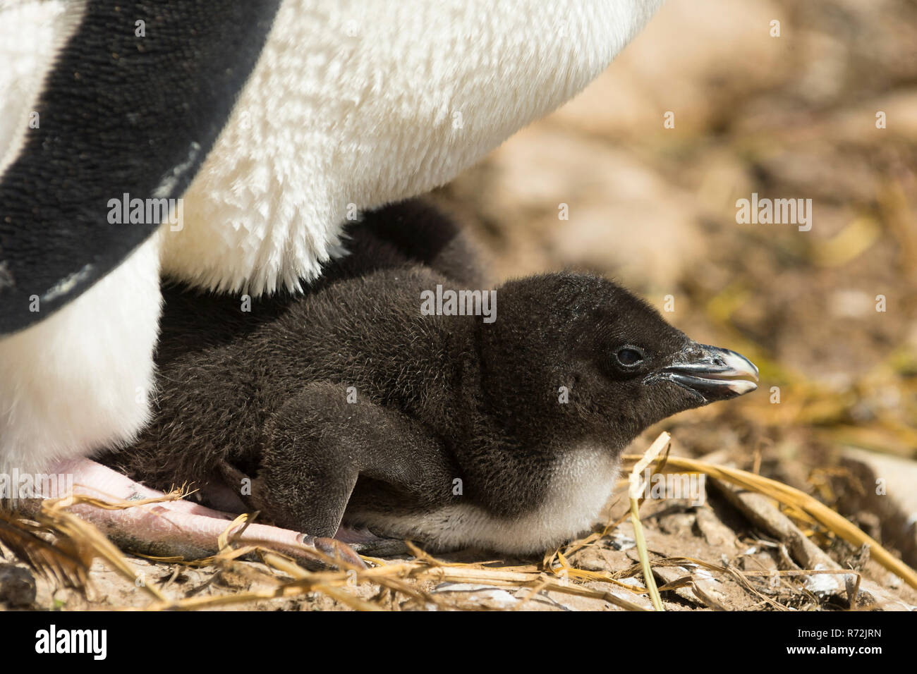 Rockhopper chick hi-res stock photography and images - Alamy