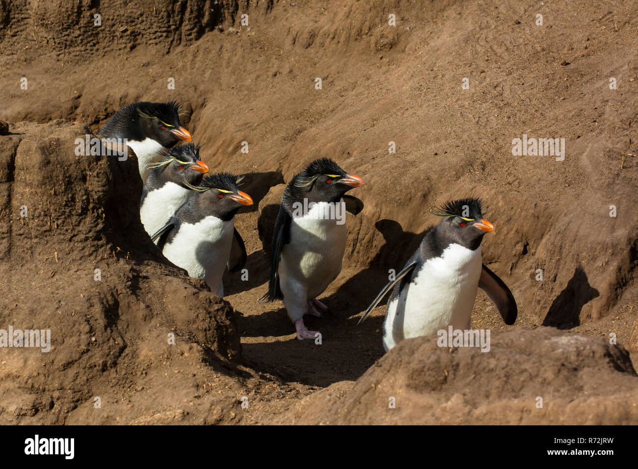 Eudyptes crestatus hi-res stock photography and images - Alamy