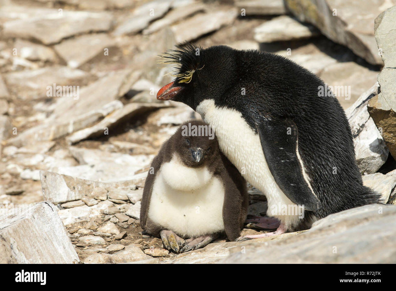 Rockhopper chick hi-res stock photography and images - Alamy