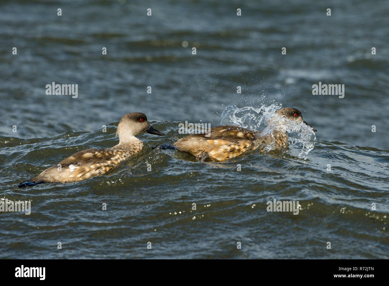 Patagonian Crested Duck