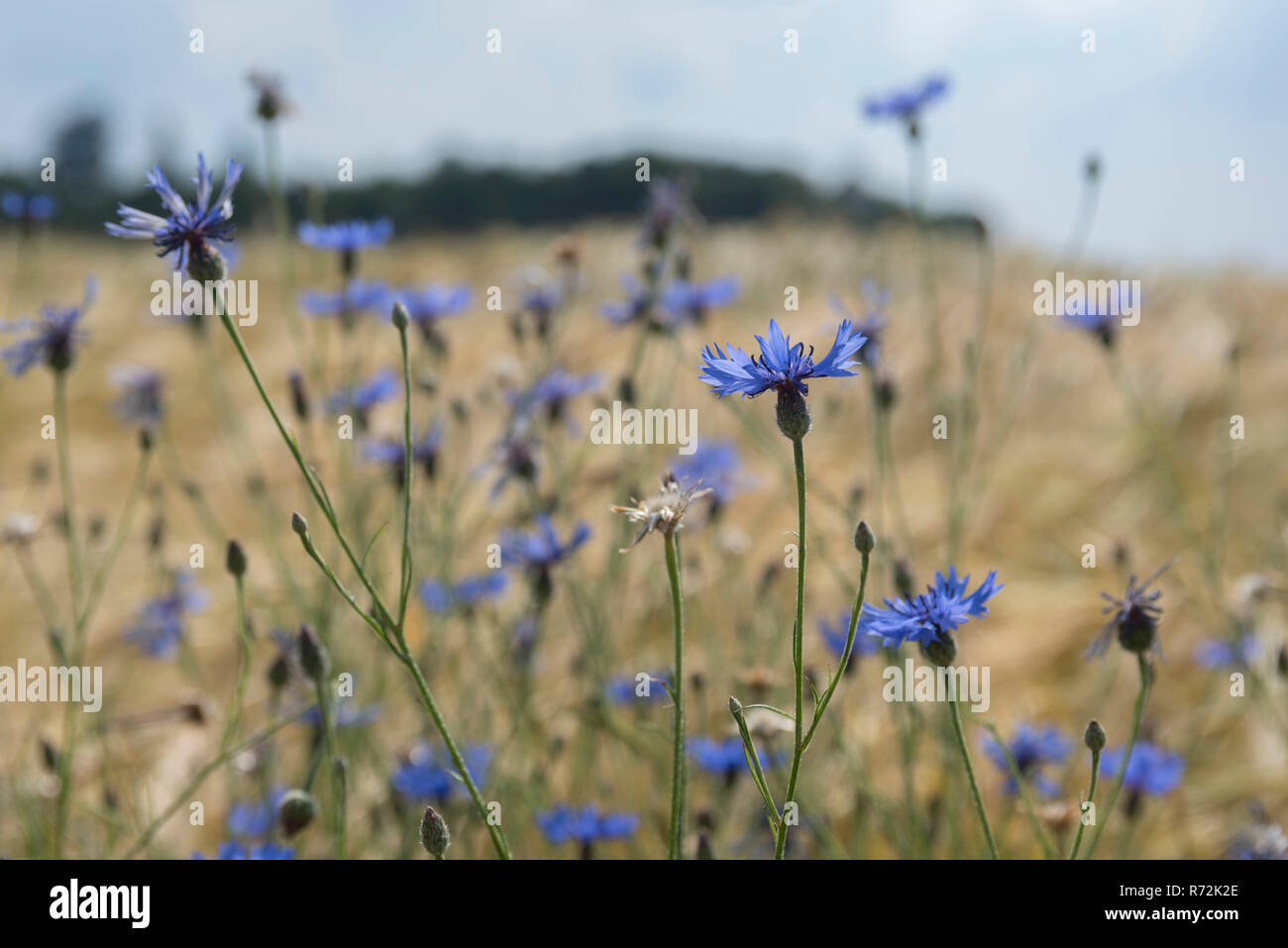 cornflower, Baden-Wuerttemberg, Germany, (Centaurea cyanus Stock Photo ...