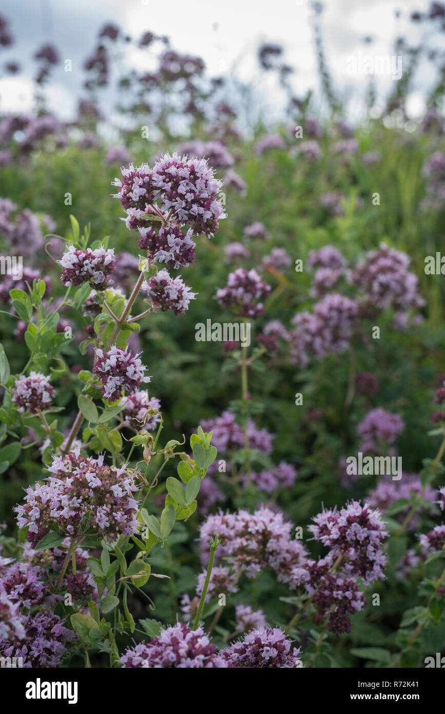 Wild marjoram, Baden-Wuerttemberg, Germany, (Origanum vulgare Stock ...