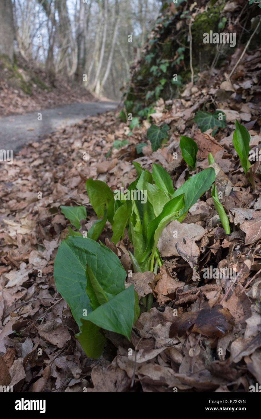 Arum leaves hi-res stock photography and images - Alamy