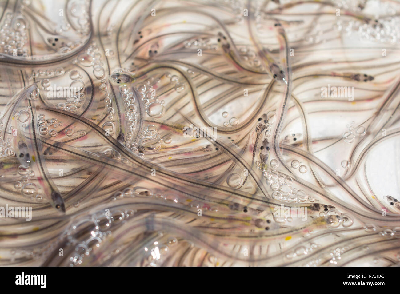 European eel hi-res stock photography and images - Alamy