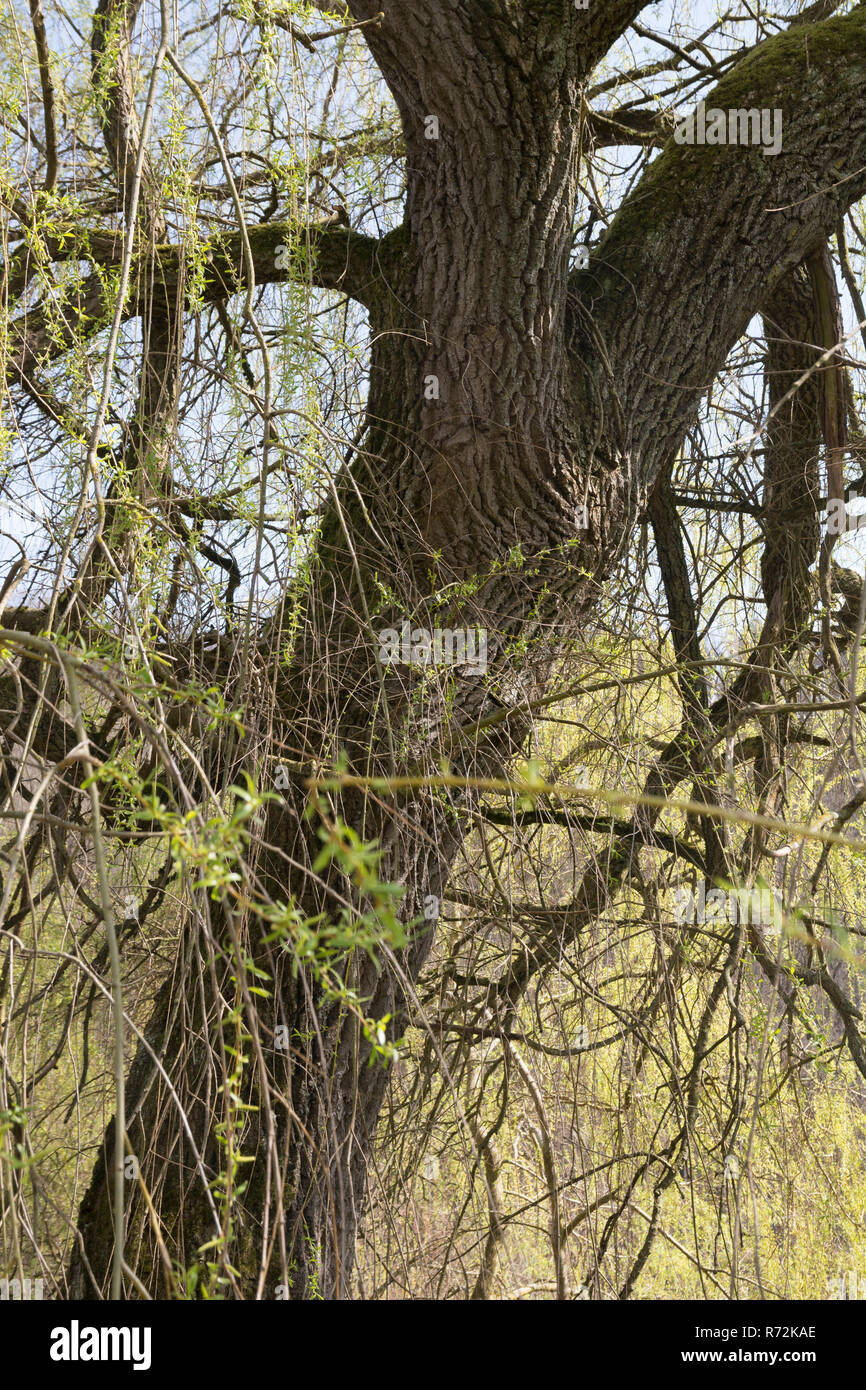 weeping willow, Baden-Wuerttemberg, Germany, (Salix babylonica Stock Photo - Alamy