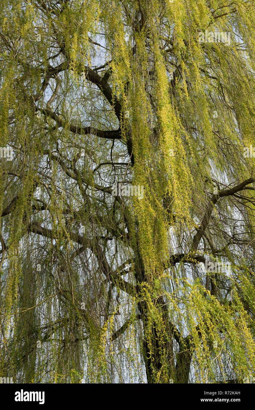 weeping willow, Baden-Wuerttemberg, Germany, (Salix babylonica Stock ...