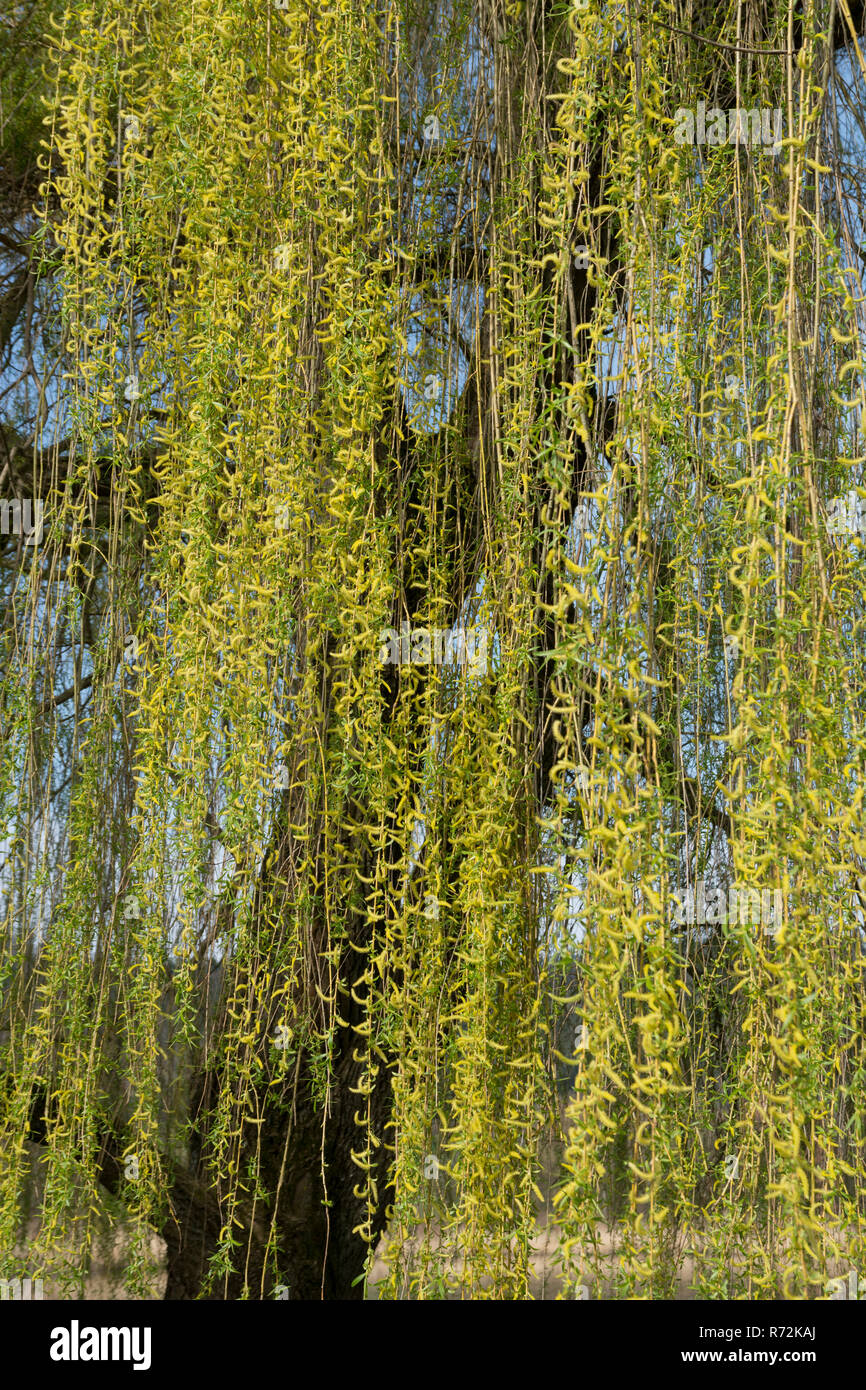 Salix babylonica hi-res stock photography and images - Alamy