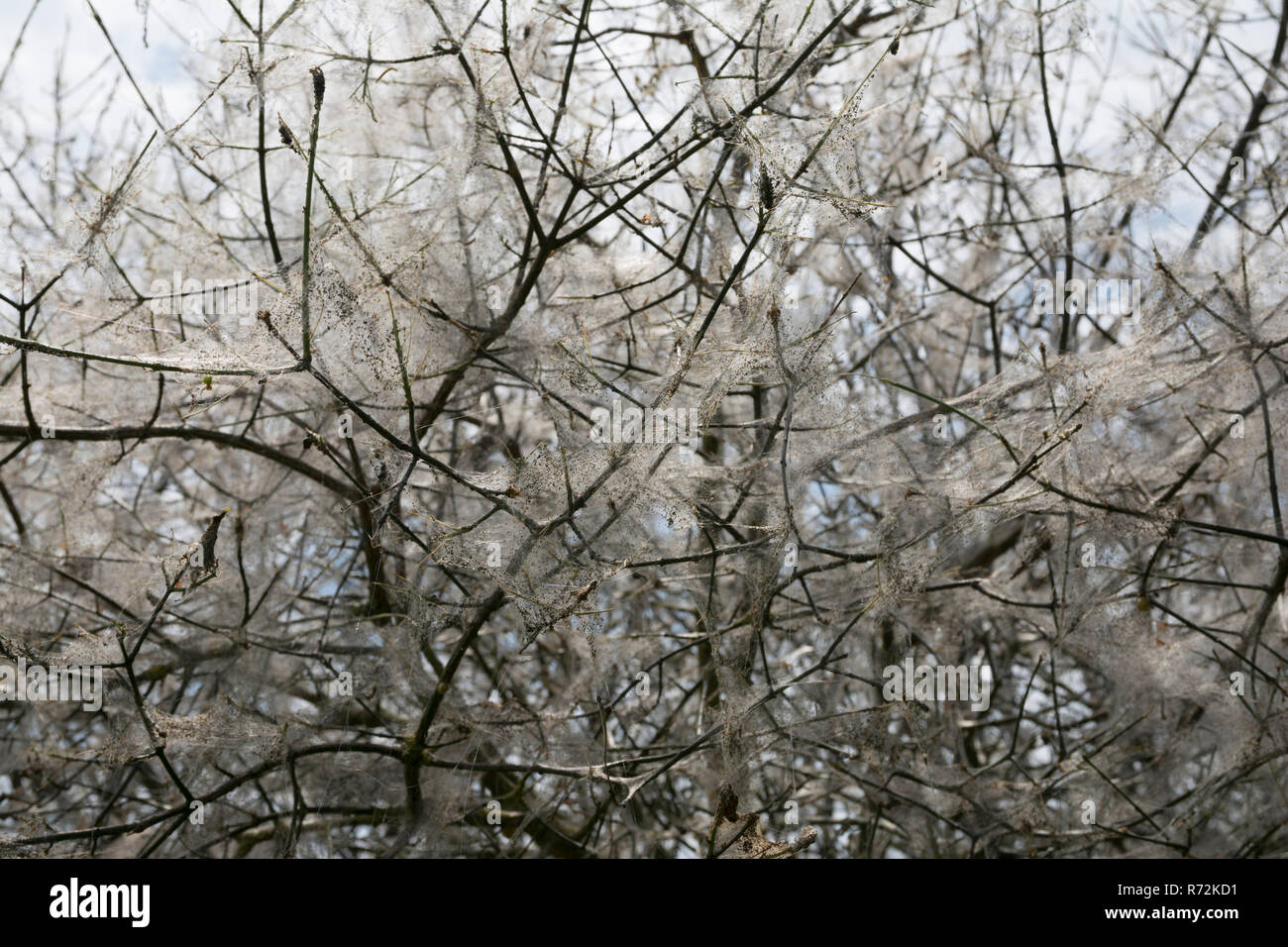 Ermine spindle moth hi-res stock photography and images - Alamy