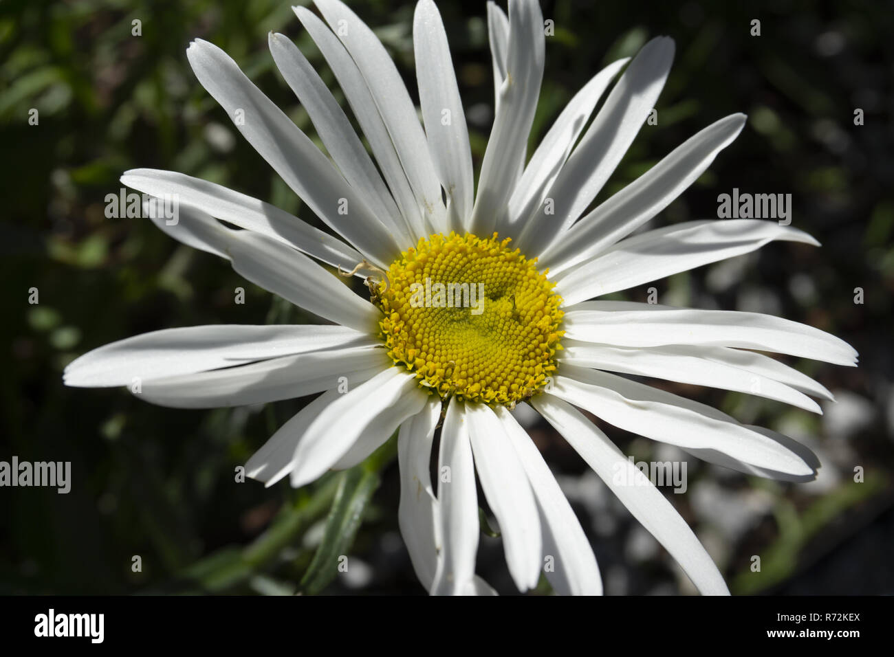 Big Daisy High Resolution Stock Photography and Images - Alamy