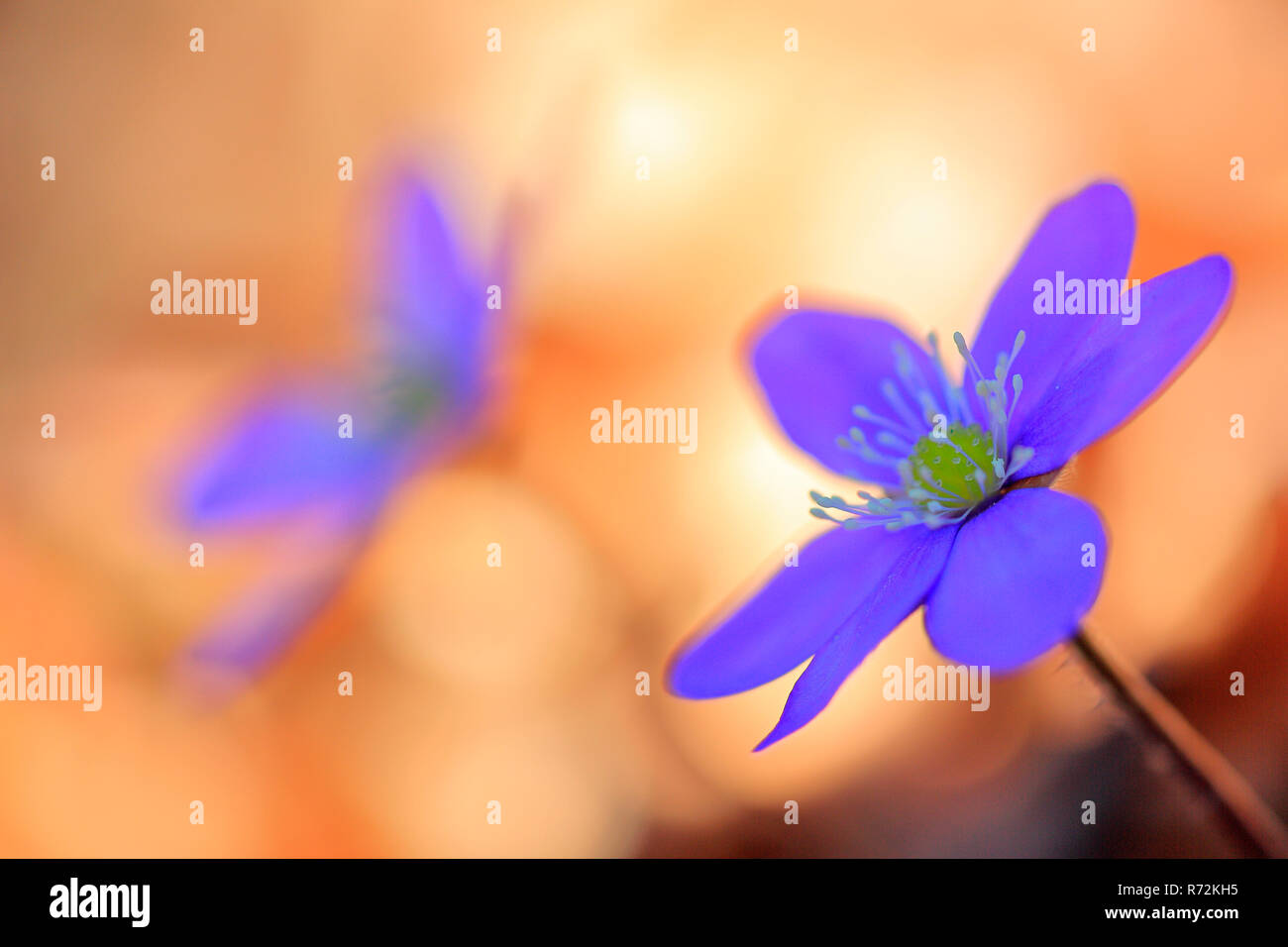 Liver leaf flowers hi-res stock photography and images - Alamy