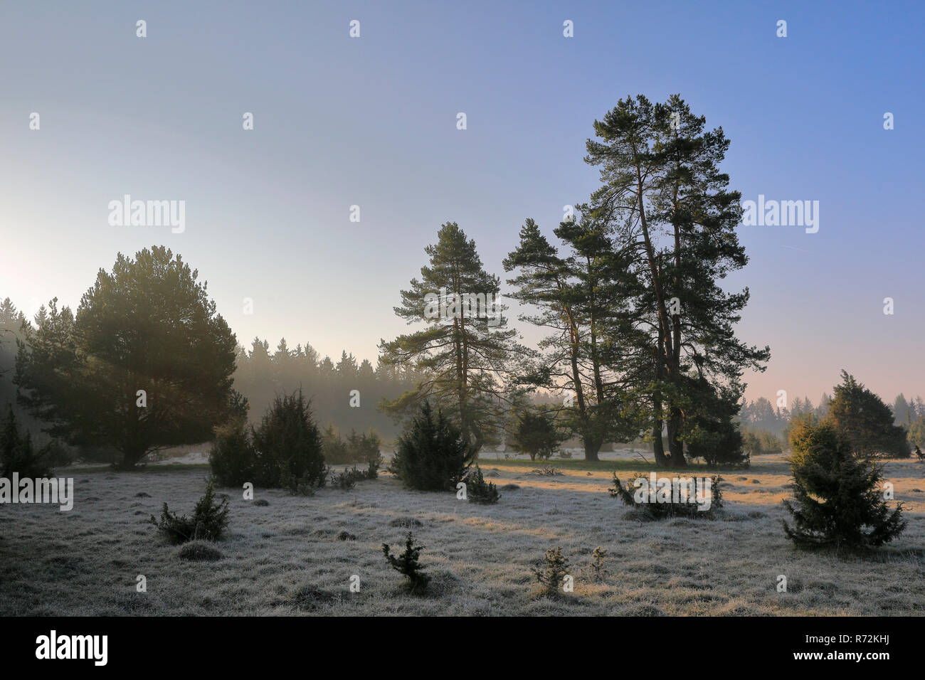 Cupressaceae hi-res stock photography and images - Alamy