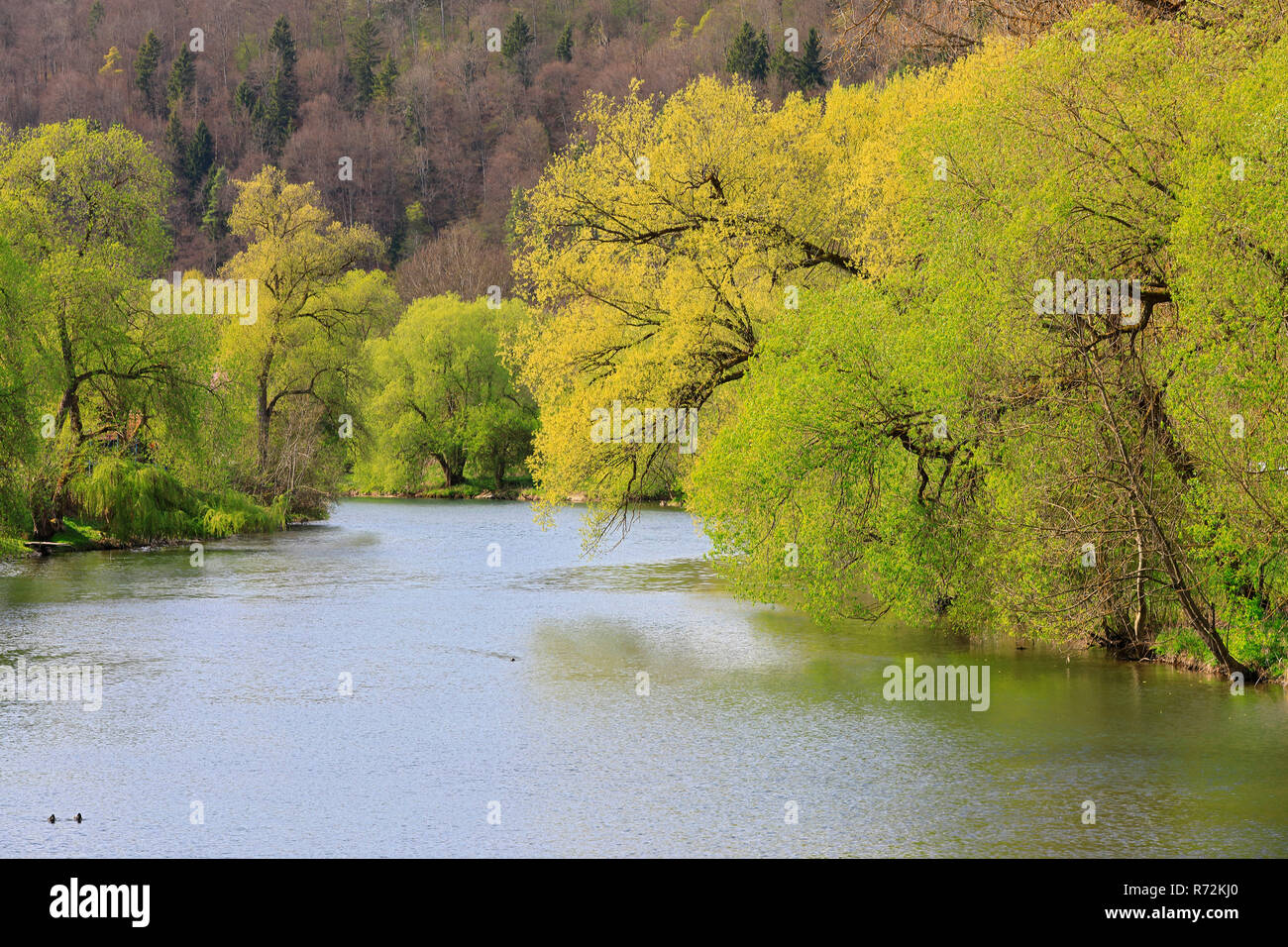 Willow trees, Danube river, Germany (Salix spec Stock Photo - Alamy
