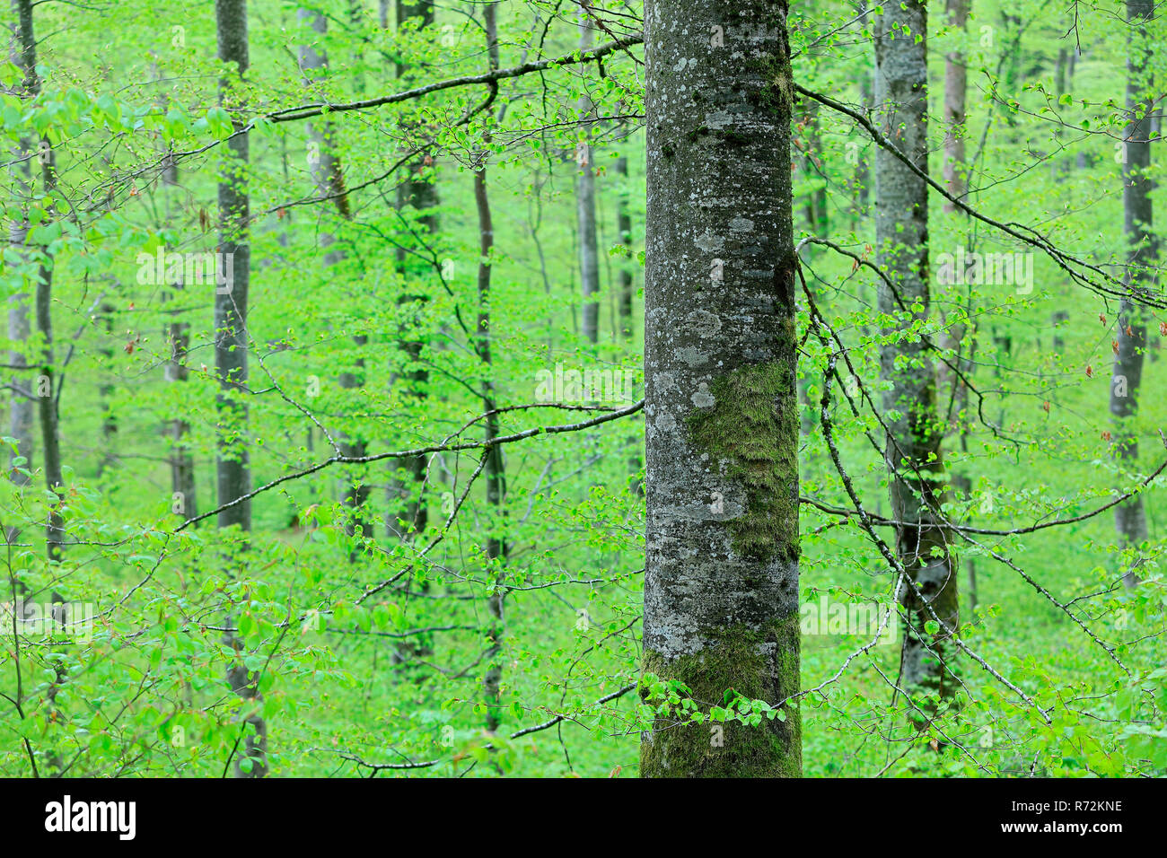 Fagus tree germany hi-res stock photography and images - Alamy