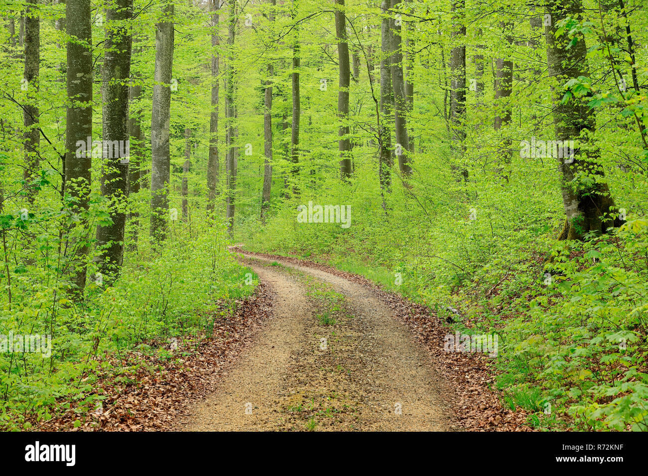 Beech tree photos hi-res stock photography and images - Alamy