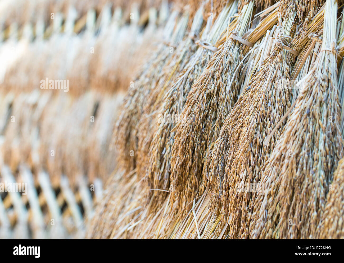 Dry paddy rice seeds Stock Photo - Alamy