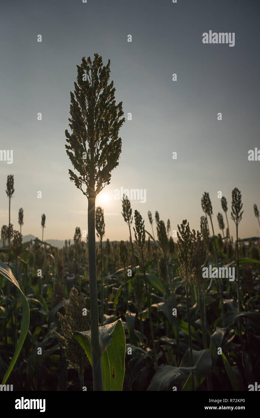Field of Sorghum or Millet with sunset Stock Photo - Alamy