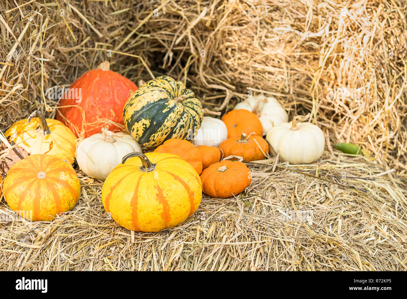 Group pumpkins outdoor farmers hi-res stock photography and images - Alamy