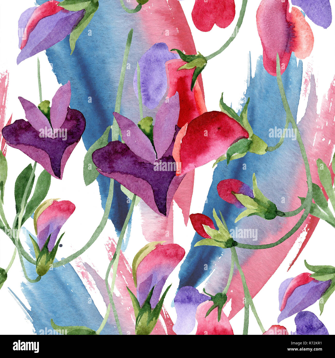 Red sweet pea flower. Watercolor illustration set on white background ...