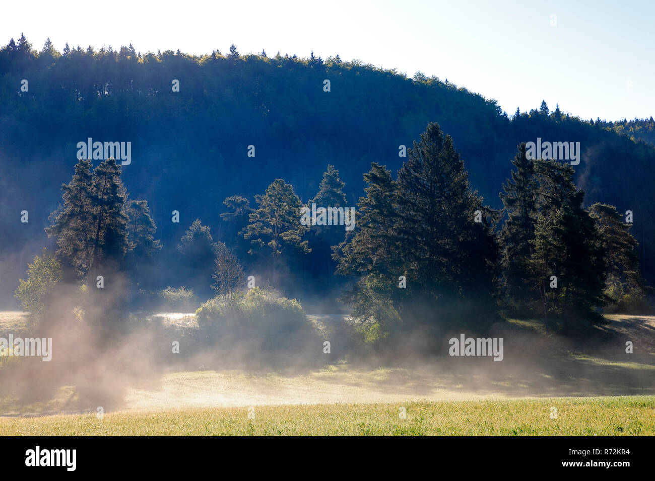pine trees, nature park Upper Danube, Germany Stock Photo - Alamy