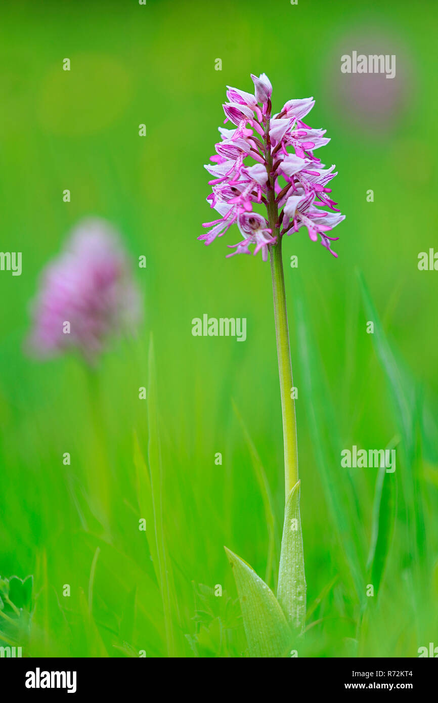 military orchid, Germany (Orchidaceae, Orchis militaris Stock Photo - Alamy