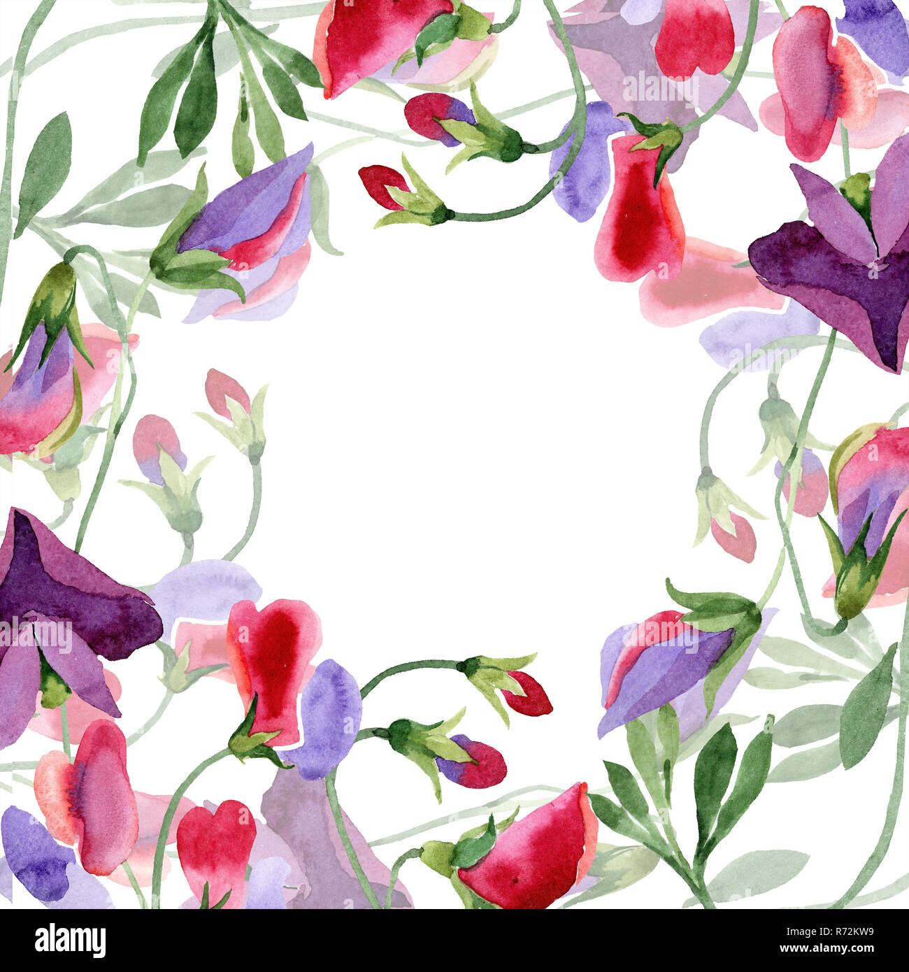 Red sweet pea flowers. Spring leaf wildflower. Watercolor illustration ...