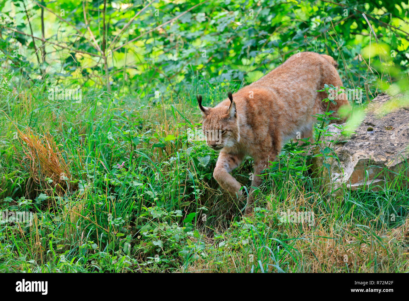 Eurasian lynx germany hi-res stock photography and images - Alamy