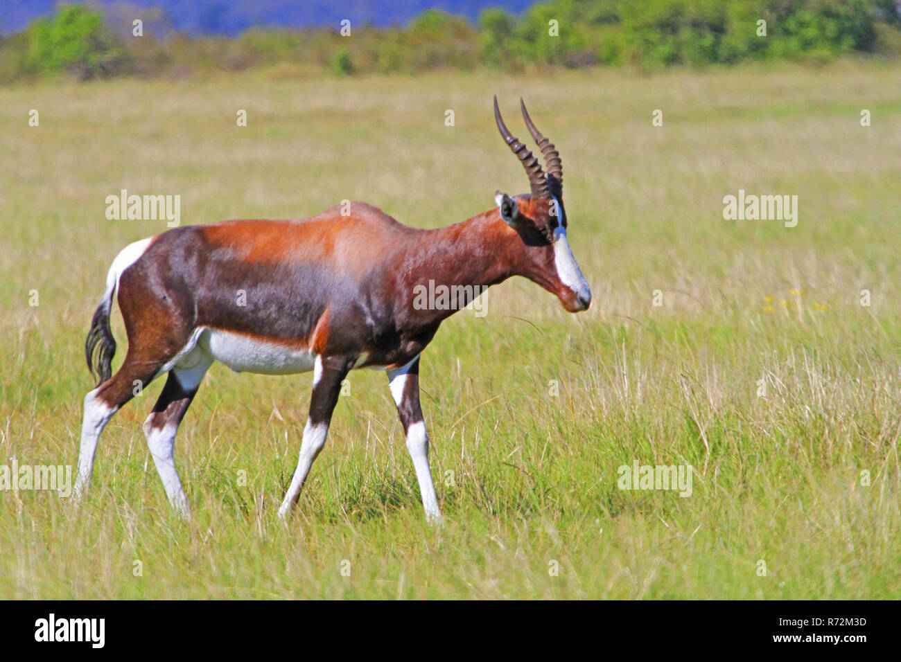 Bontebok are the colourful bok of South Africa Stock Photo - Alamy