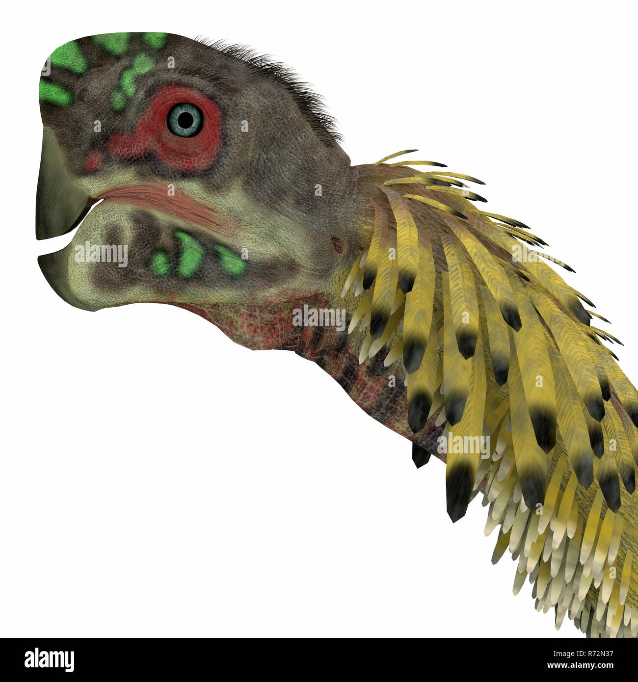 Citipati Dinosaur Head Stock Photo - Alamy