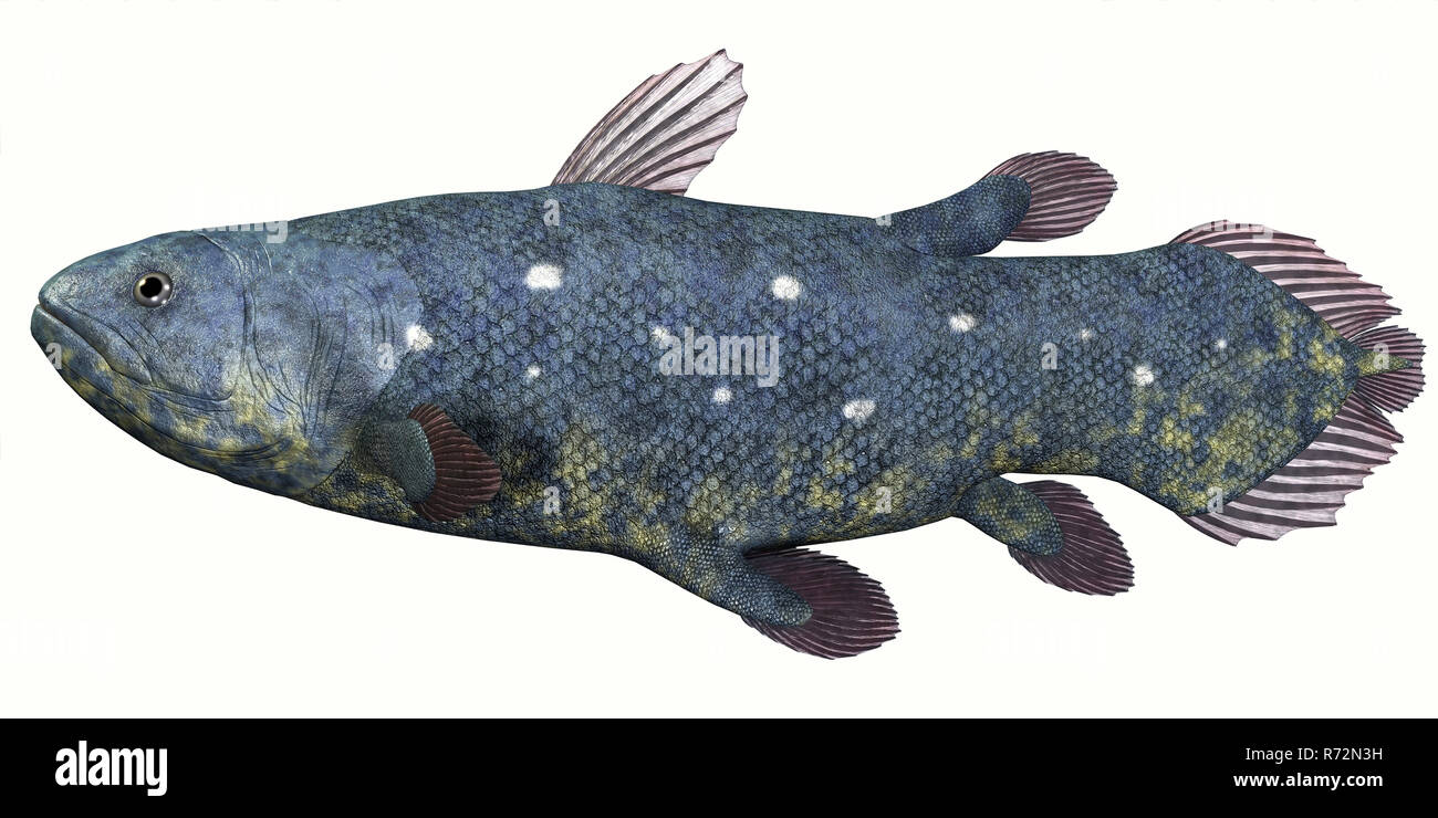 Prehistoric coelacanth fish hi-res stock photography and images - Alamy