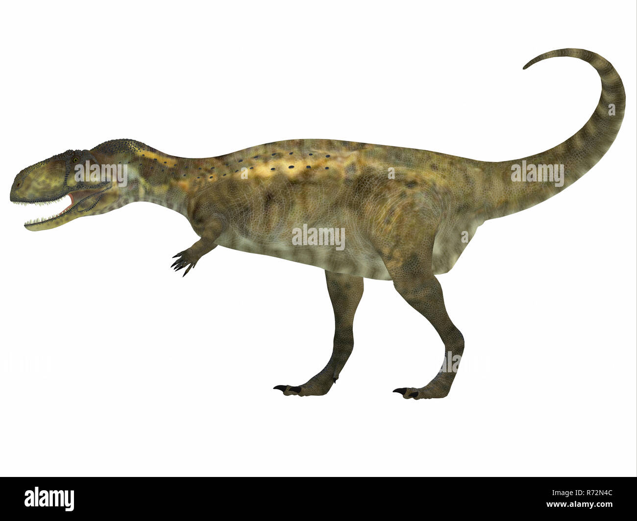 Abelisaurus hi-res stock photography and images - Alamy