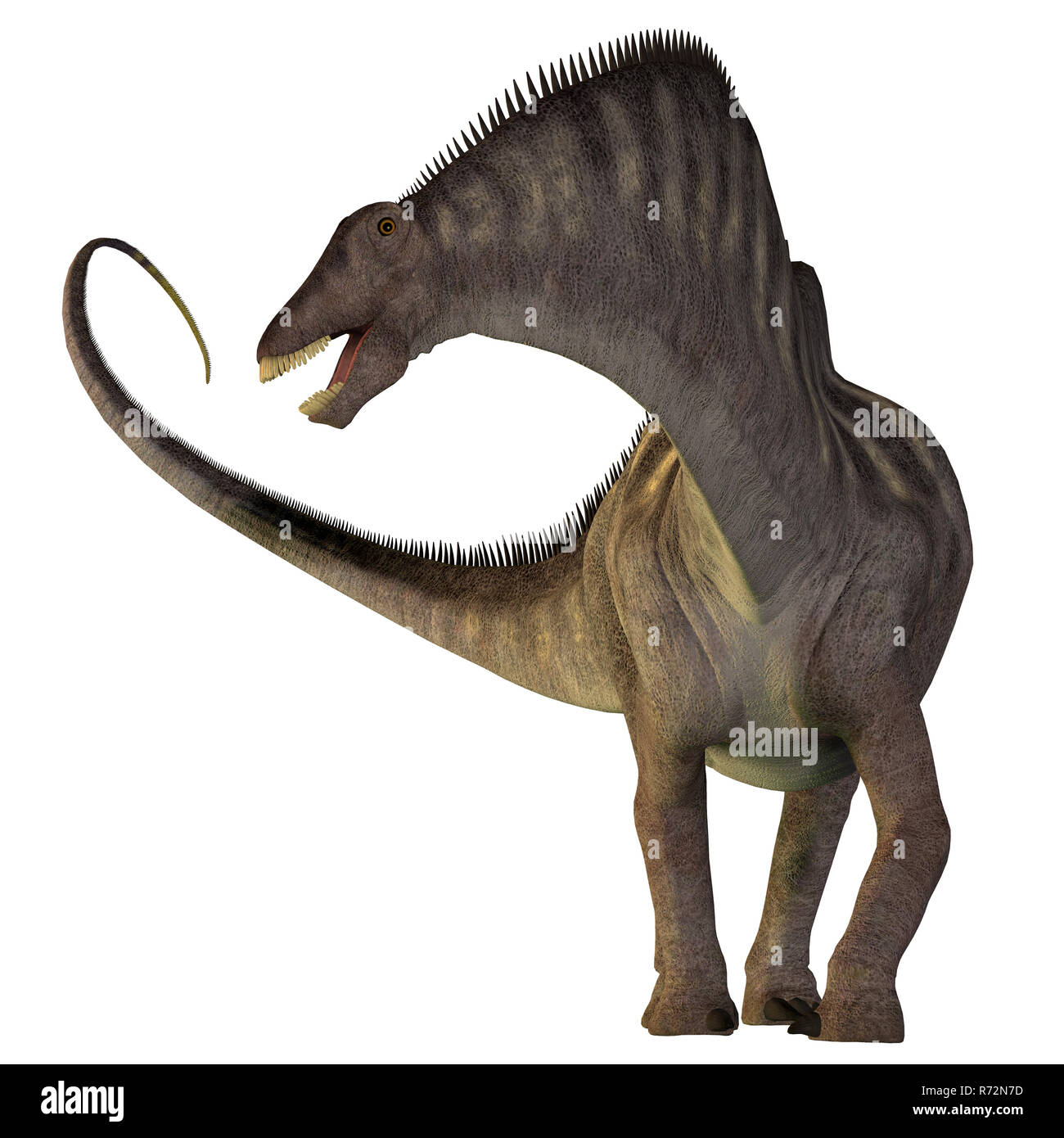 Amargasaurus on White Stock Photo - Alamy