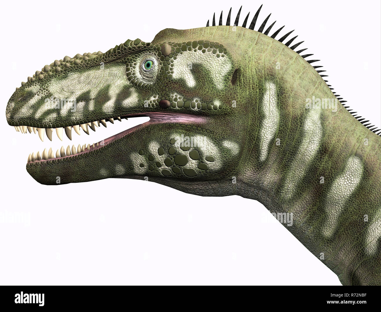 Bistahieversor Dinosaur Head Stock Photo - Alamy