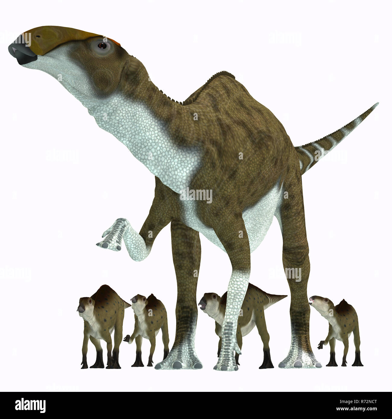 Brachylophosaurus Herbivore Dinosaur Stock Photo - Alamy