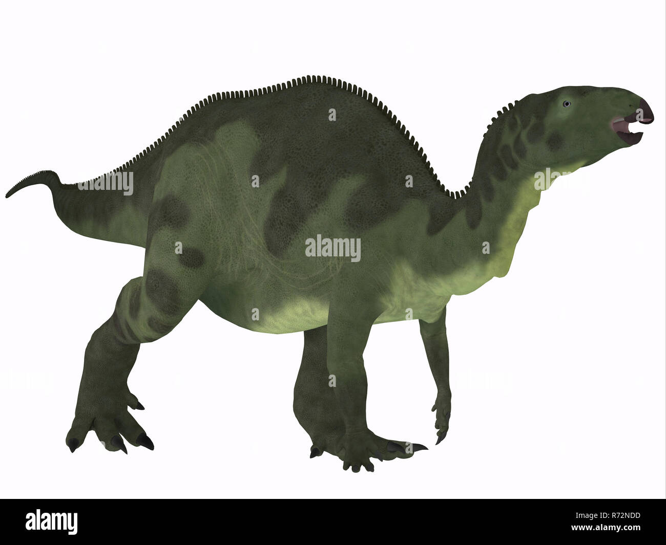 Camptosaurus hi-res stock photography and images - Alamy