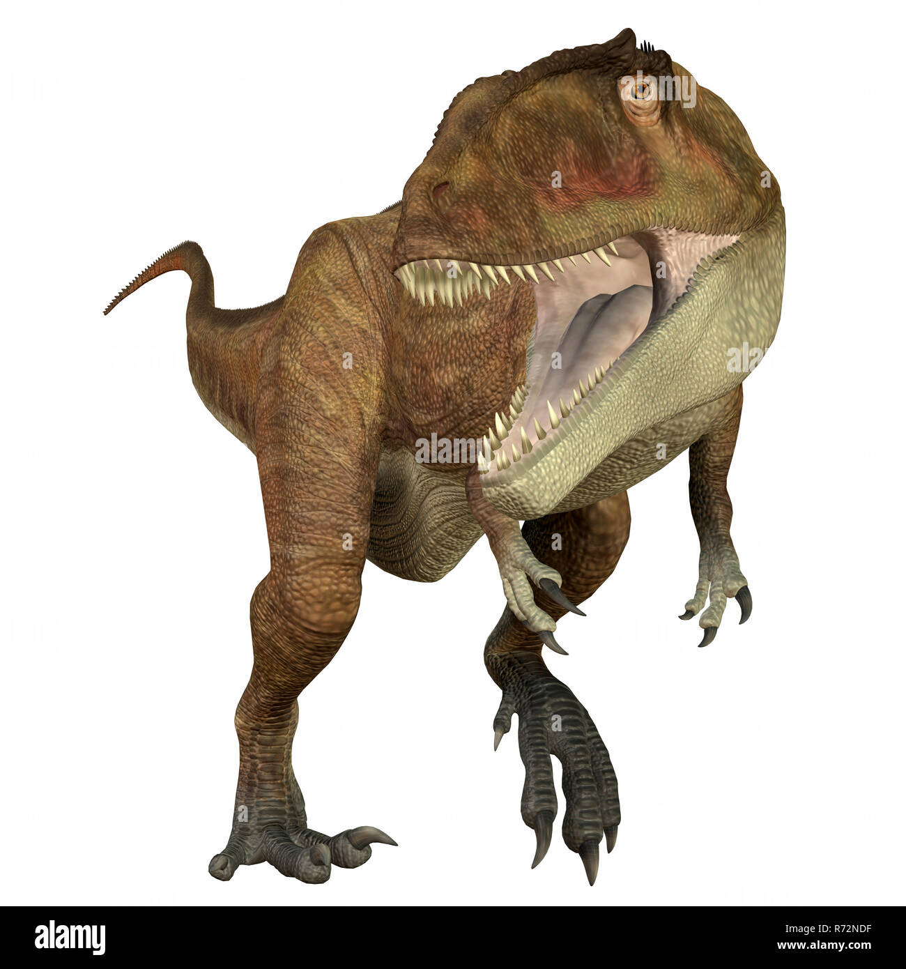 Carcharodontosaurus hi-res stock photography and images - Alamy