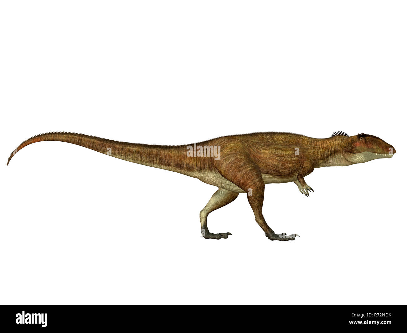 Carcharodontosaurus hi-res stock photography and images - Alamy