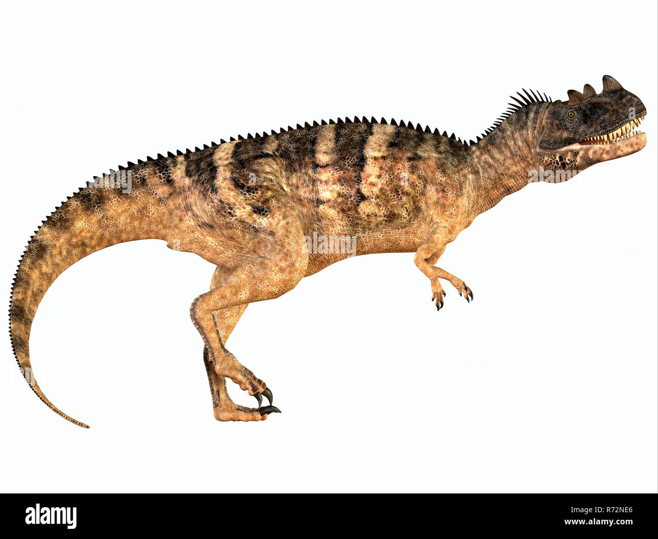 Ceratosaurus over White Stock Photo - Alamy