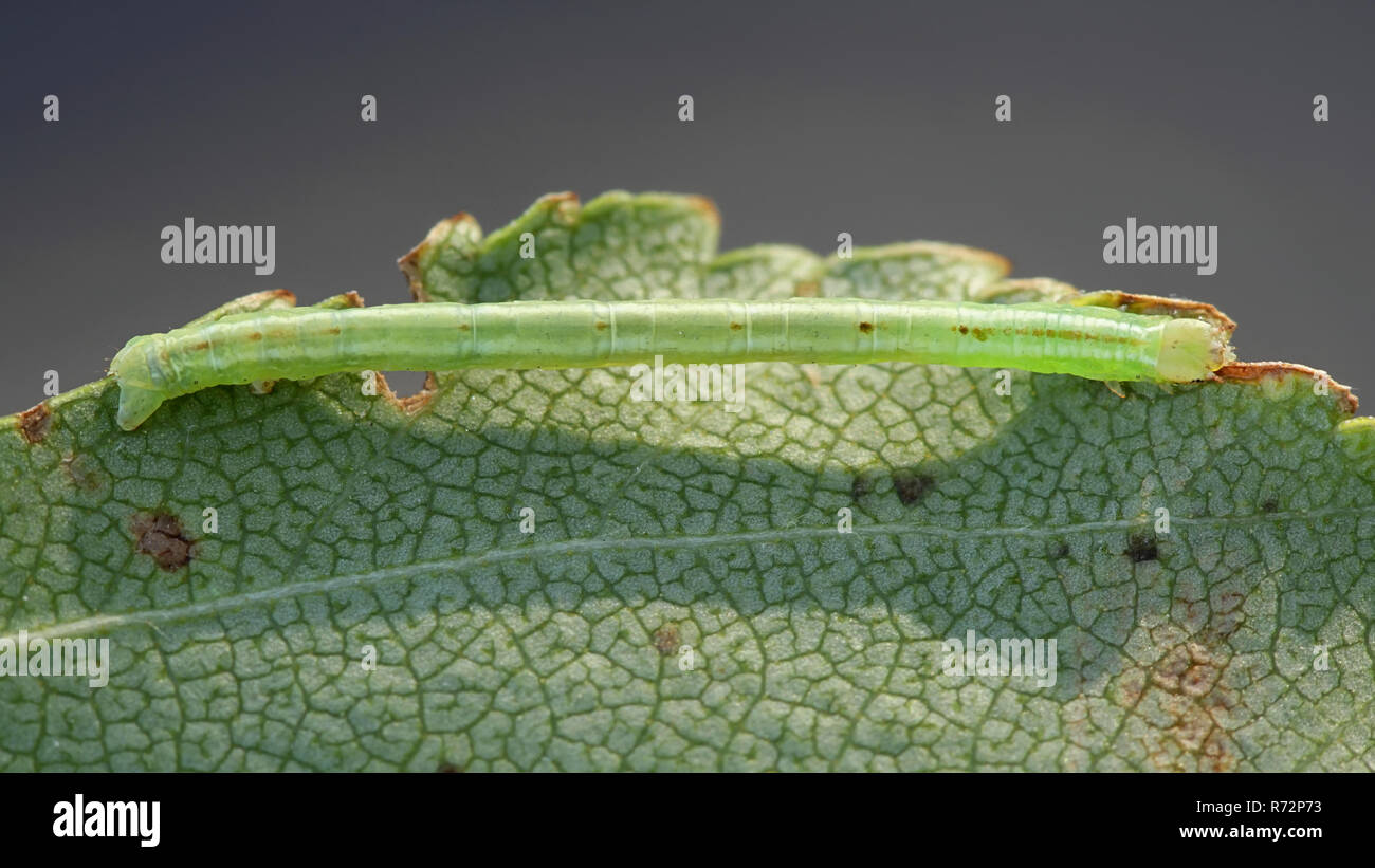 Common white wave moth caterpillar, Cabera pusaria Stock Photo - Alamy